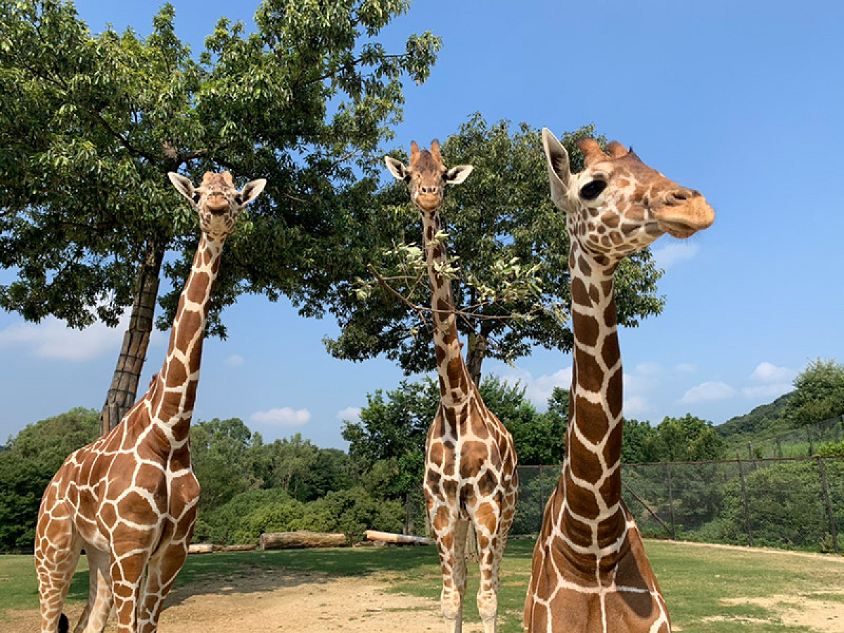 サファリエリアの人気者「キリン」| キャステル | CASTEL ディズニー情報