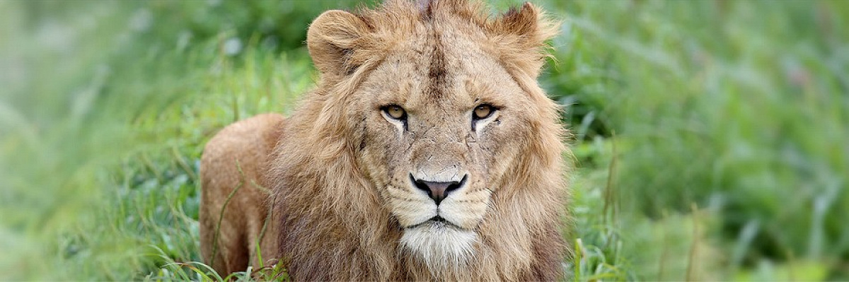 富士サファリパークで飼育されているライオン| キャステル | CASTEL ディズニー情報